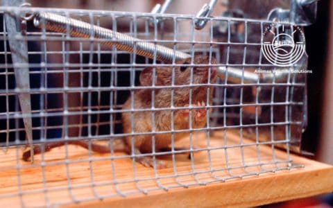 Tackling Mouse Infestations: A DIY Guide from Animas Wildlife Solutions ...